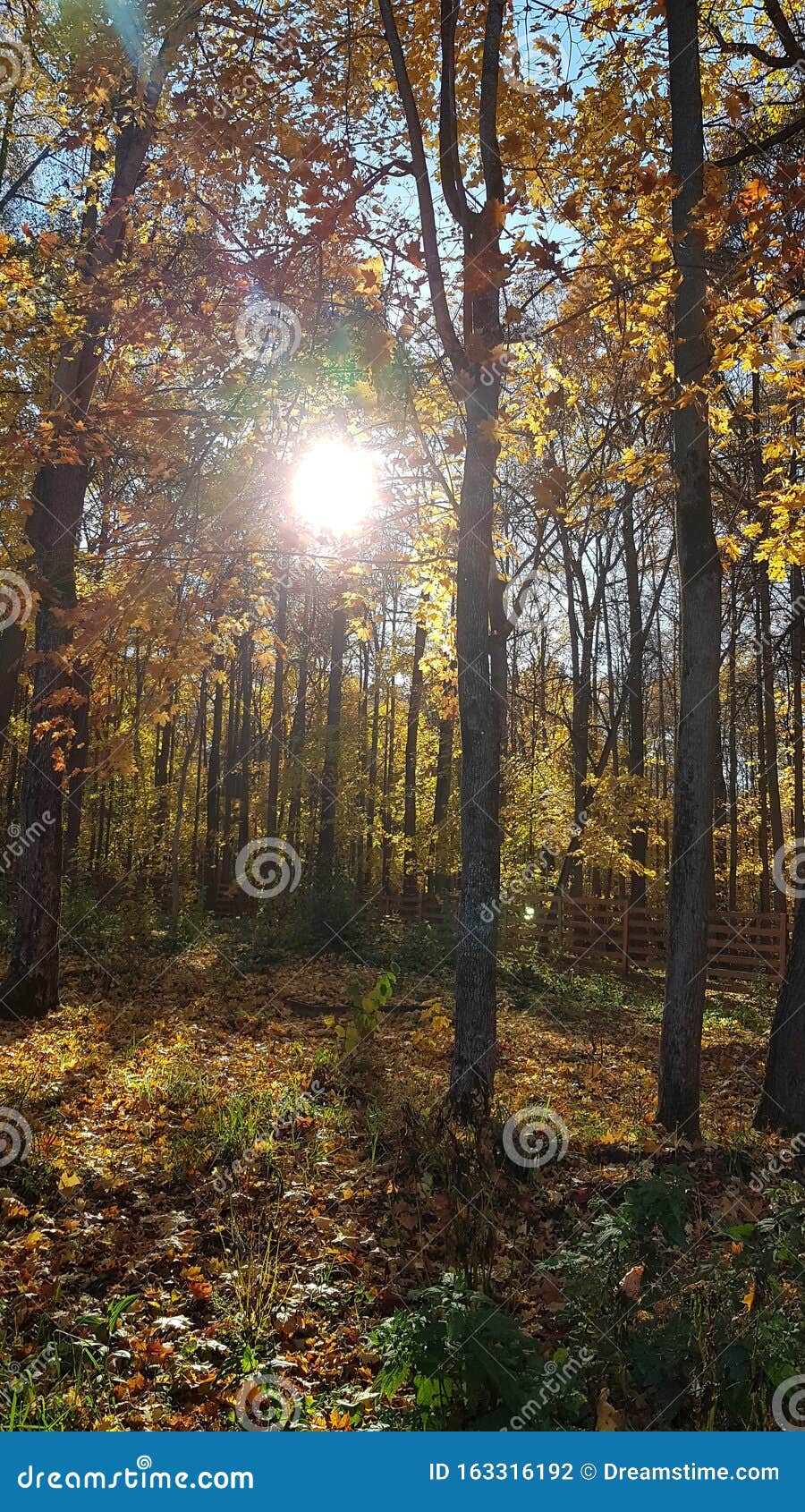 Forest stock photo. Image of september, forest, leaves - 163316192