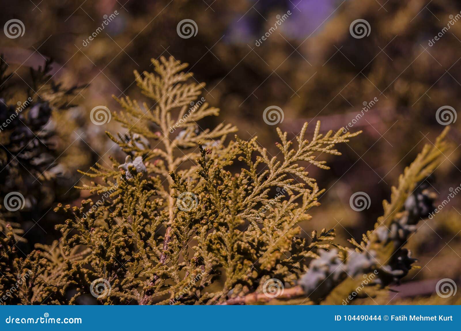 Forest Autumn Tree Branch Ankara Stock Photo - Image of branch, plant ...