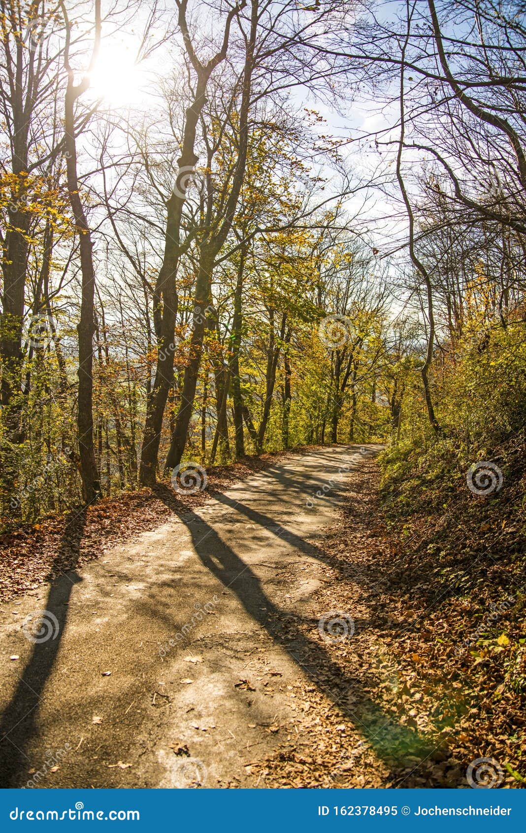 Forest in Autumn with Way in Light and Shadow Stock Image - Image of ...