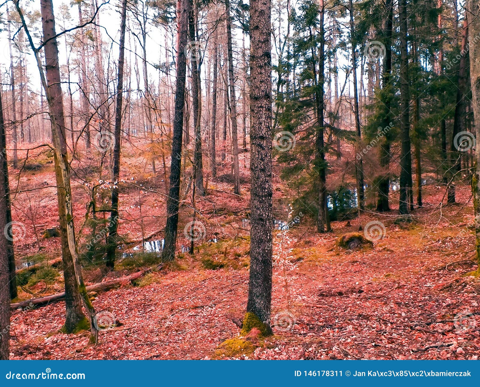 The Forest Awakens Again after the Winter Break Stock Image - Image of ...