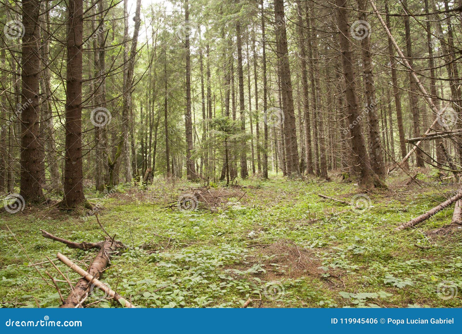 Forest Azuga stock photo. Image of lush, glade, outdors - 119945406