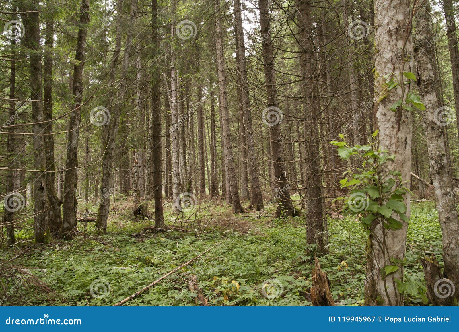Forest Azuga stock image. Image of fern, green, lush - 119945967