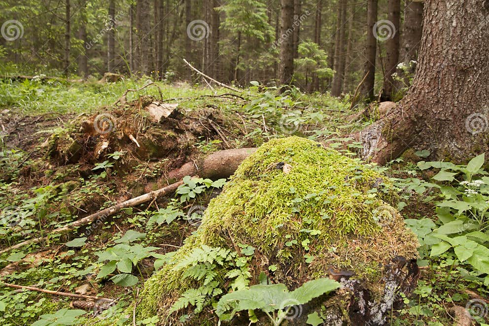 Forest Azuga stock photo. Image of color, landscape - 119947128