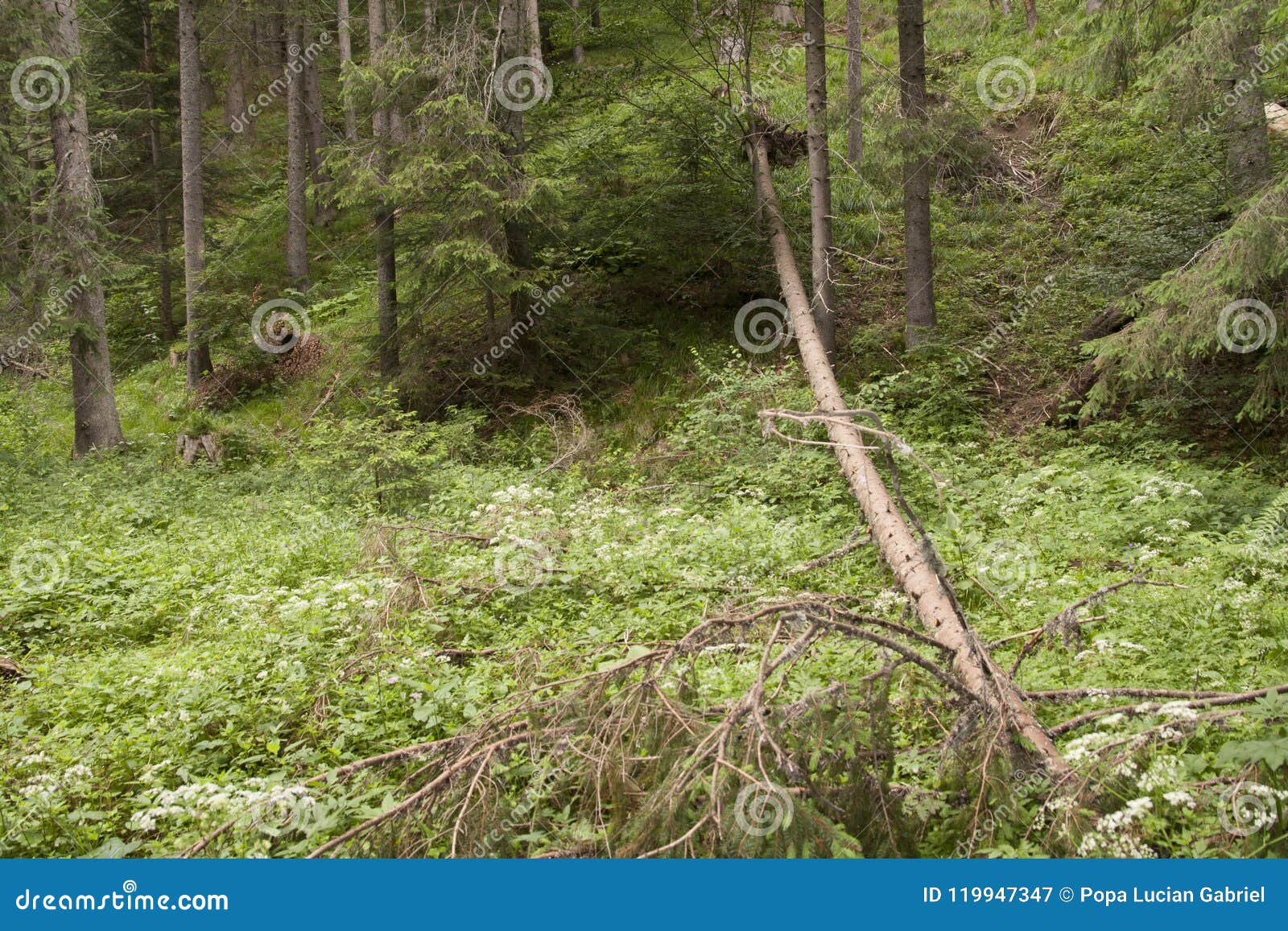 Forest Azuga stock image. Image of backrounds, beauty - 119947347