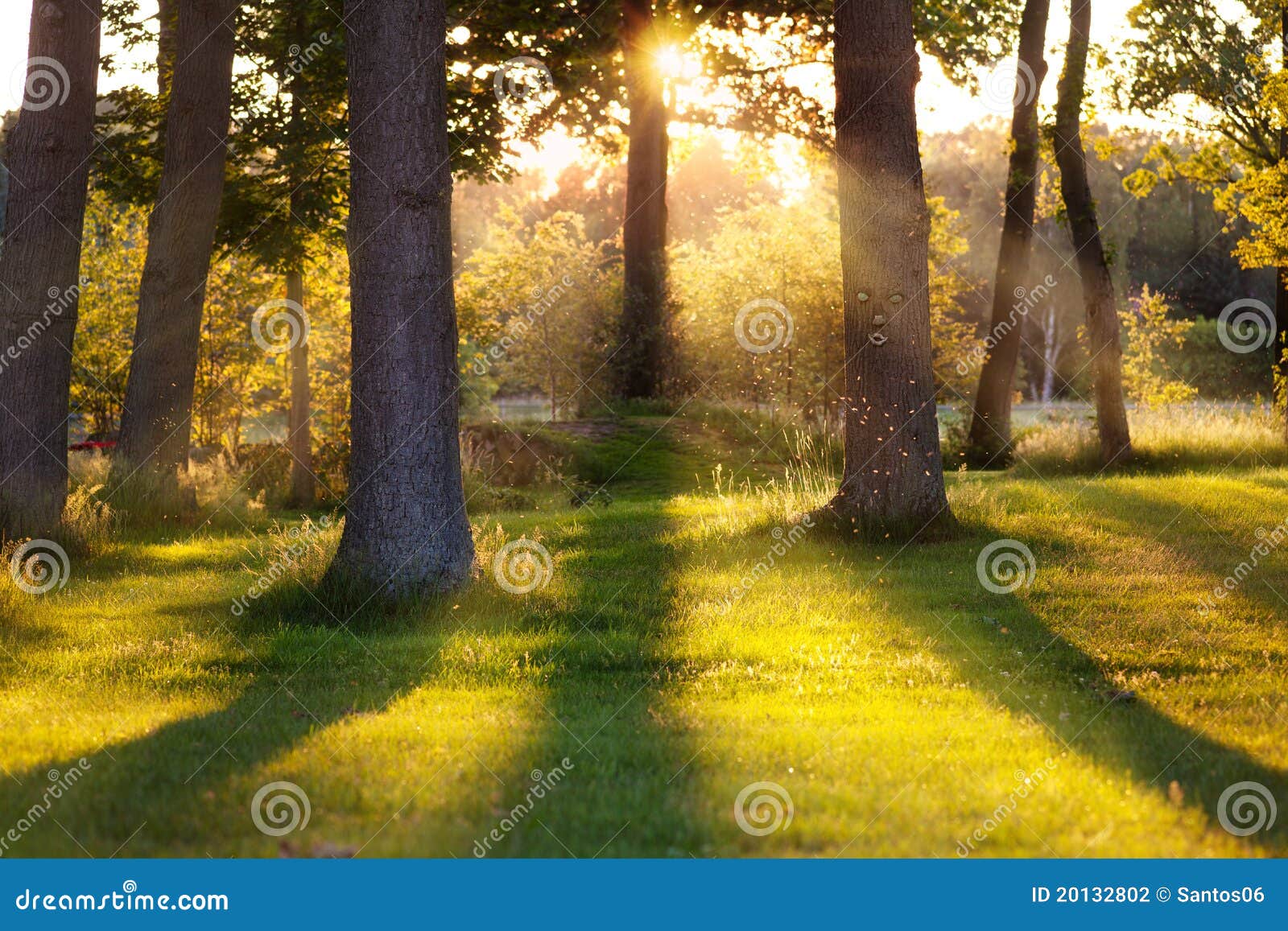 Forest in back light stock photo. Image of rays, impressive - 20132802