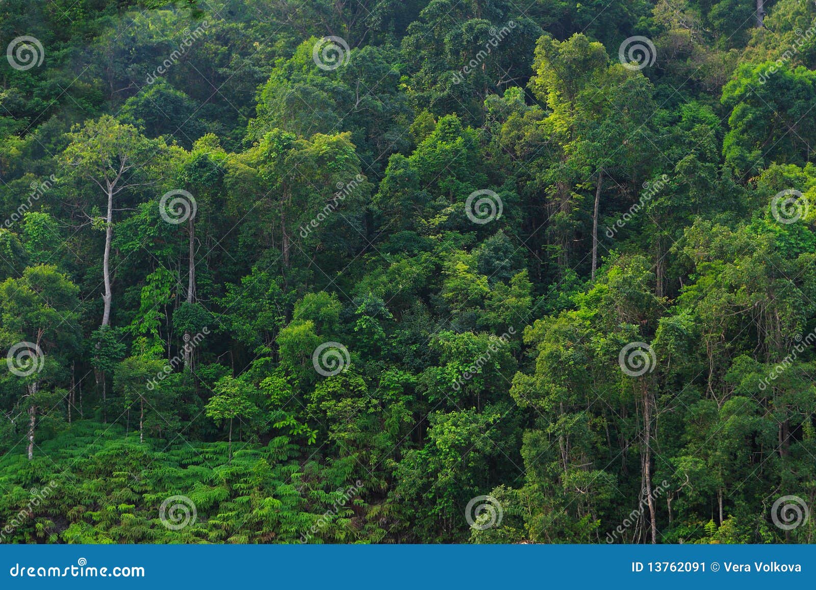 Forest Background. Forest Texture. Green Forest Moss. Royalty-Free ...