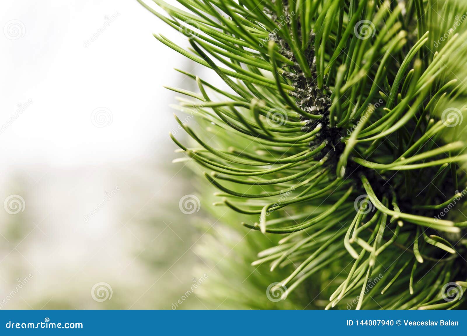 Forest Background with Conifer Stock Photo - Image of freshness ...