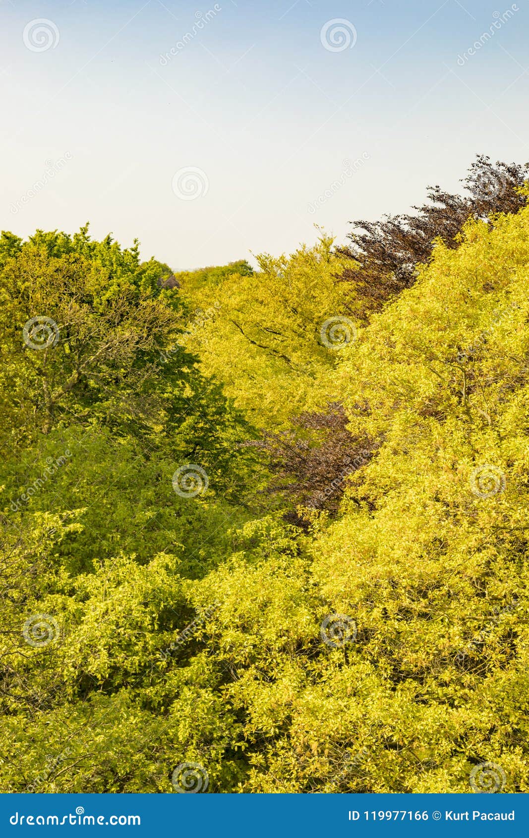 Forest Background Horizontal Portrait View Stock Photo - Image of ...