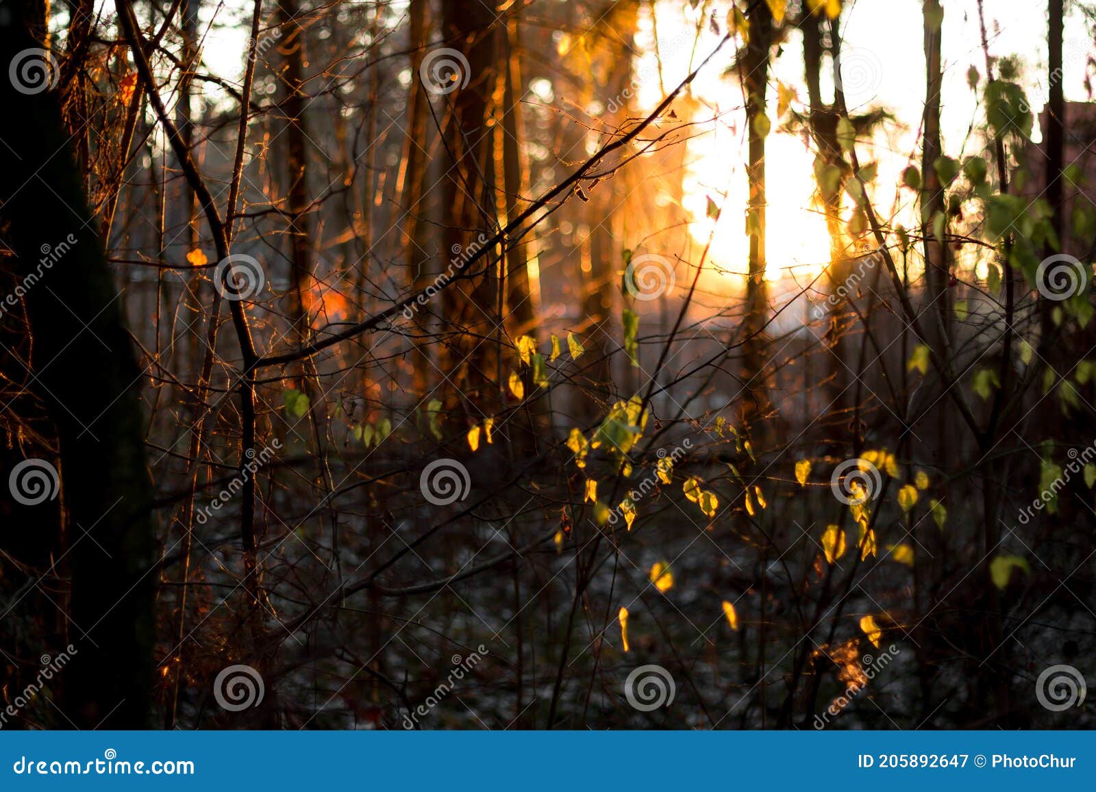 A Forest Background Overlooking the Branches and Leaves Illuminated by ...