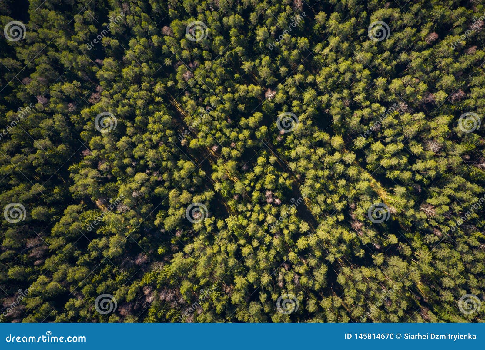 Forest Background. Pine Trees In Green Forest View From Above. Summer ...