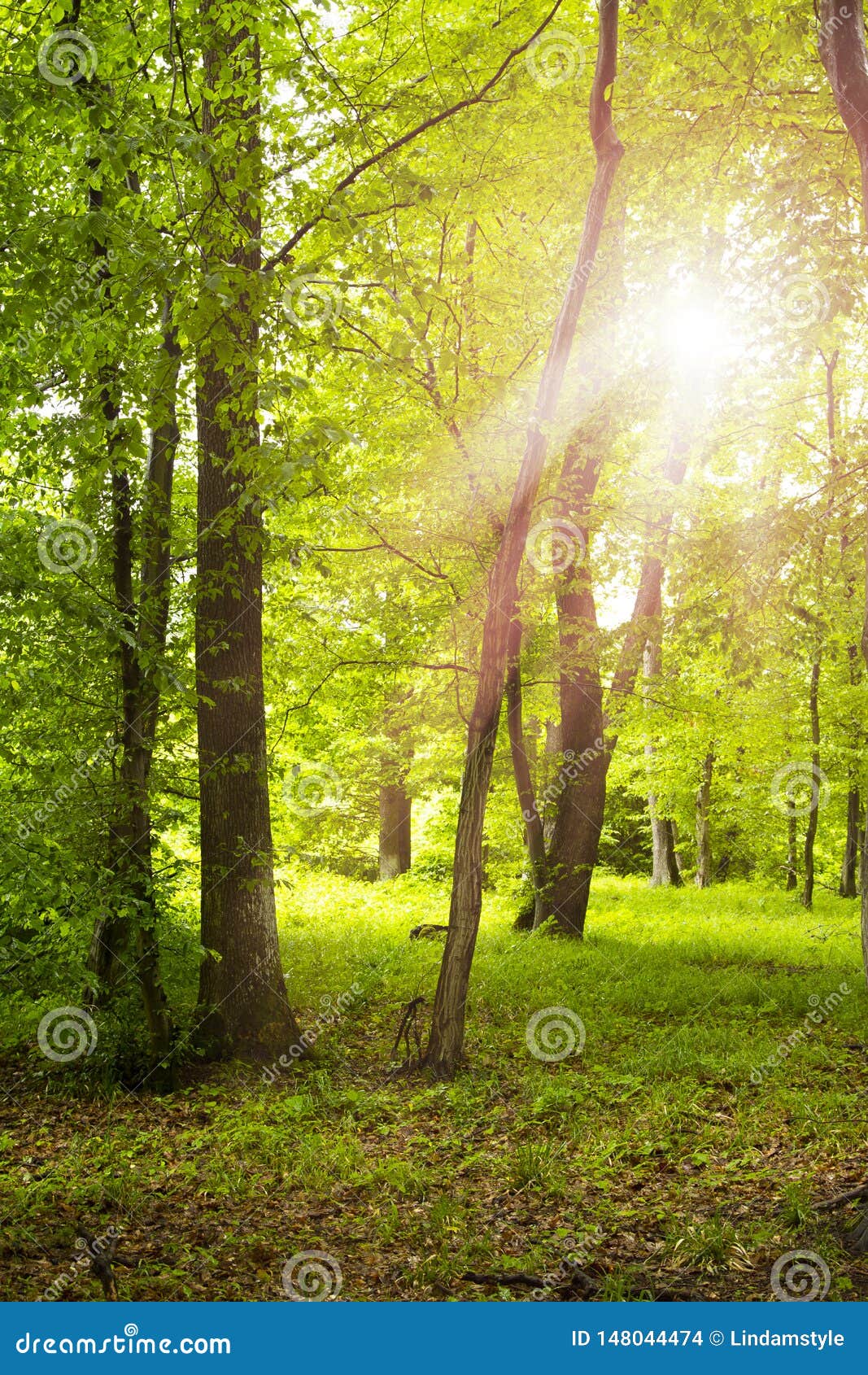 Forest Background and Sun Rays Stock Photo - Image of brake, chase ...