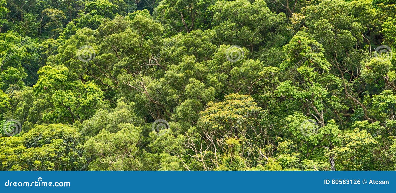 Forest background texture stock photo. Image of asia - 80583126