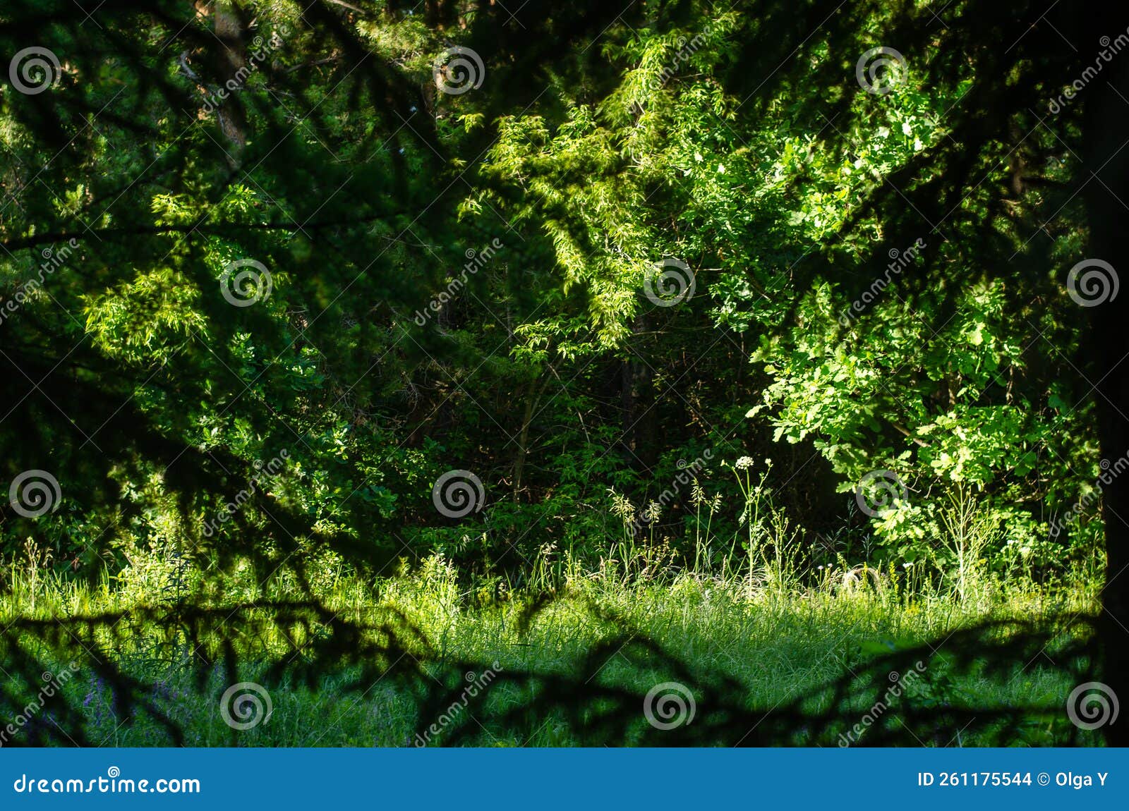 Forest Background. Trees in the Backlight. Stock Photo - Image of ...