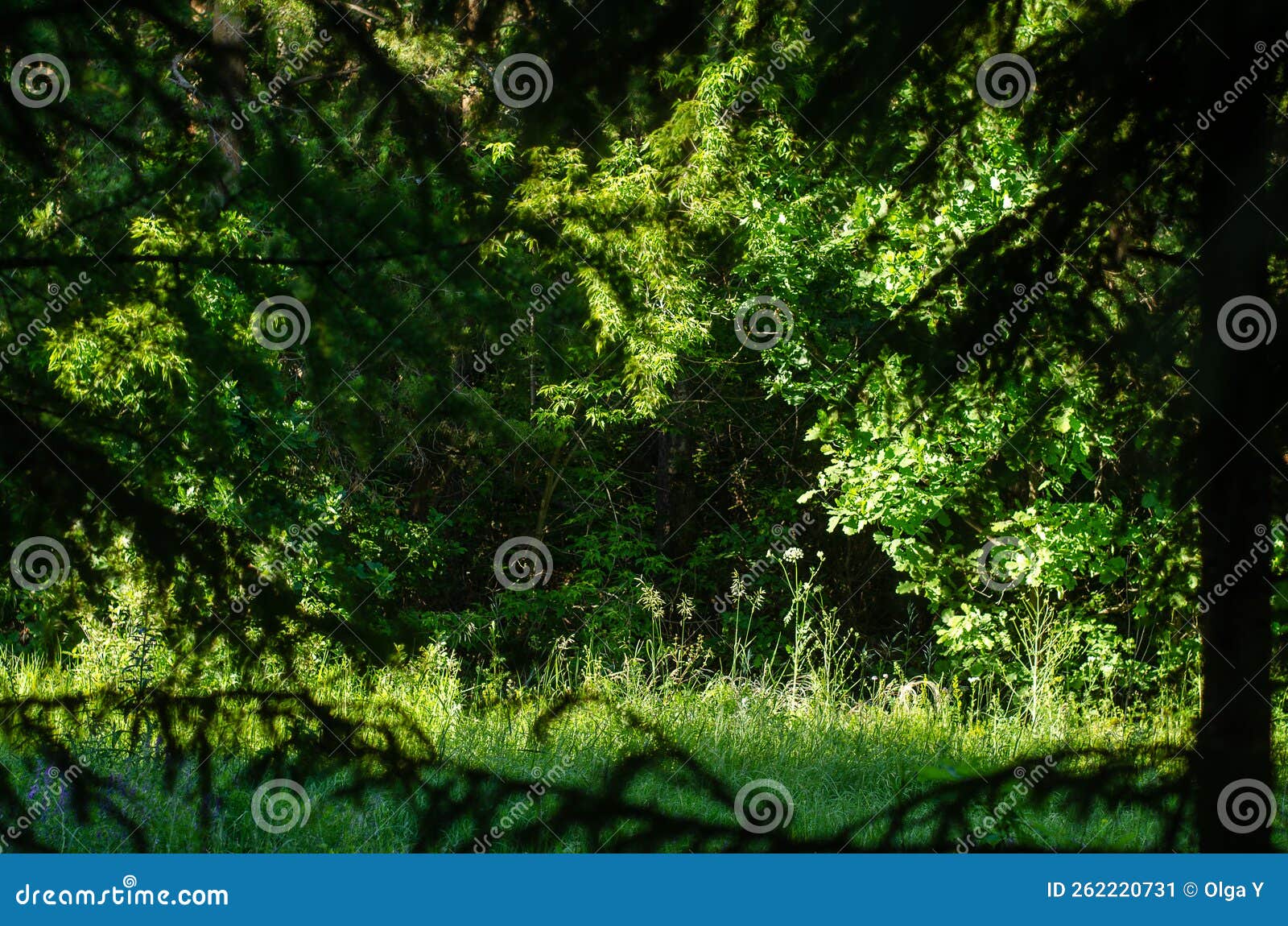 Forest Background. Trees in the Backlight. Stock Image - Image of ...