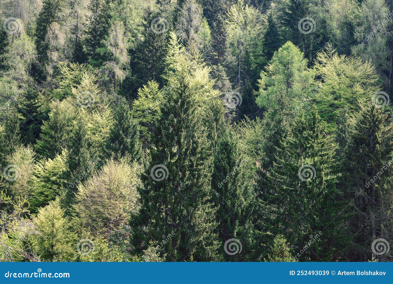 Forest Background. View from Above on the Crowns of Old Huge Spruce ...