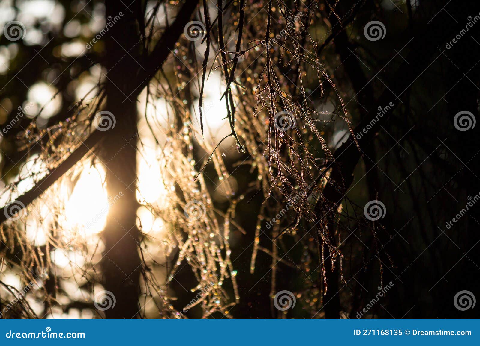 Forest Background with a View of Dry Branches Illuminated by Sunlight ...