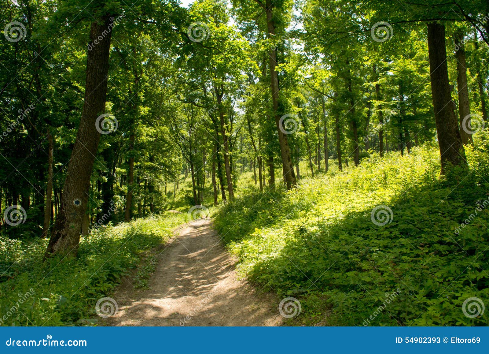 Forest in Backlight with Path Stock Image - Image of scenic, path: 54902393