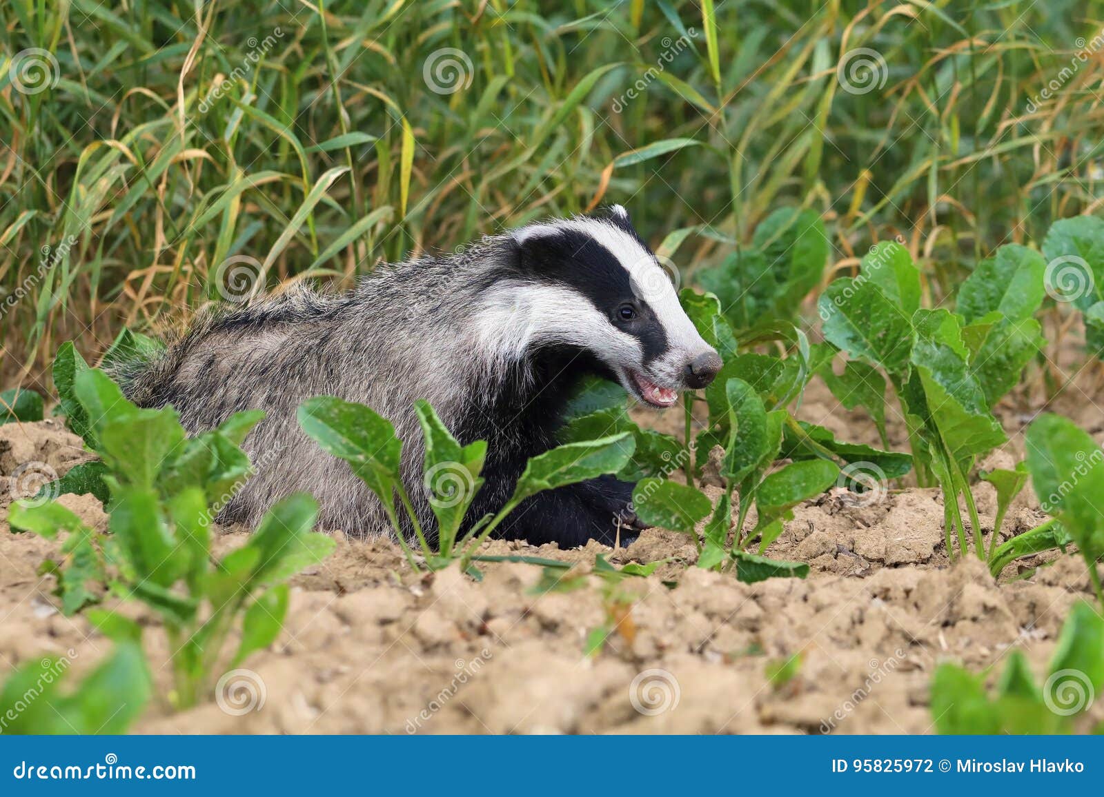 Forest badger smiling stock photo. Image of hunter, snout - 95825972