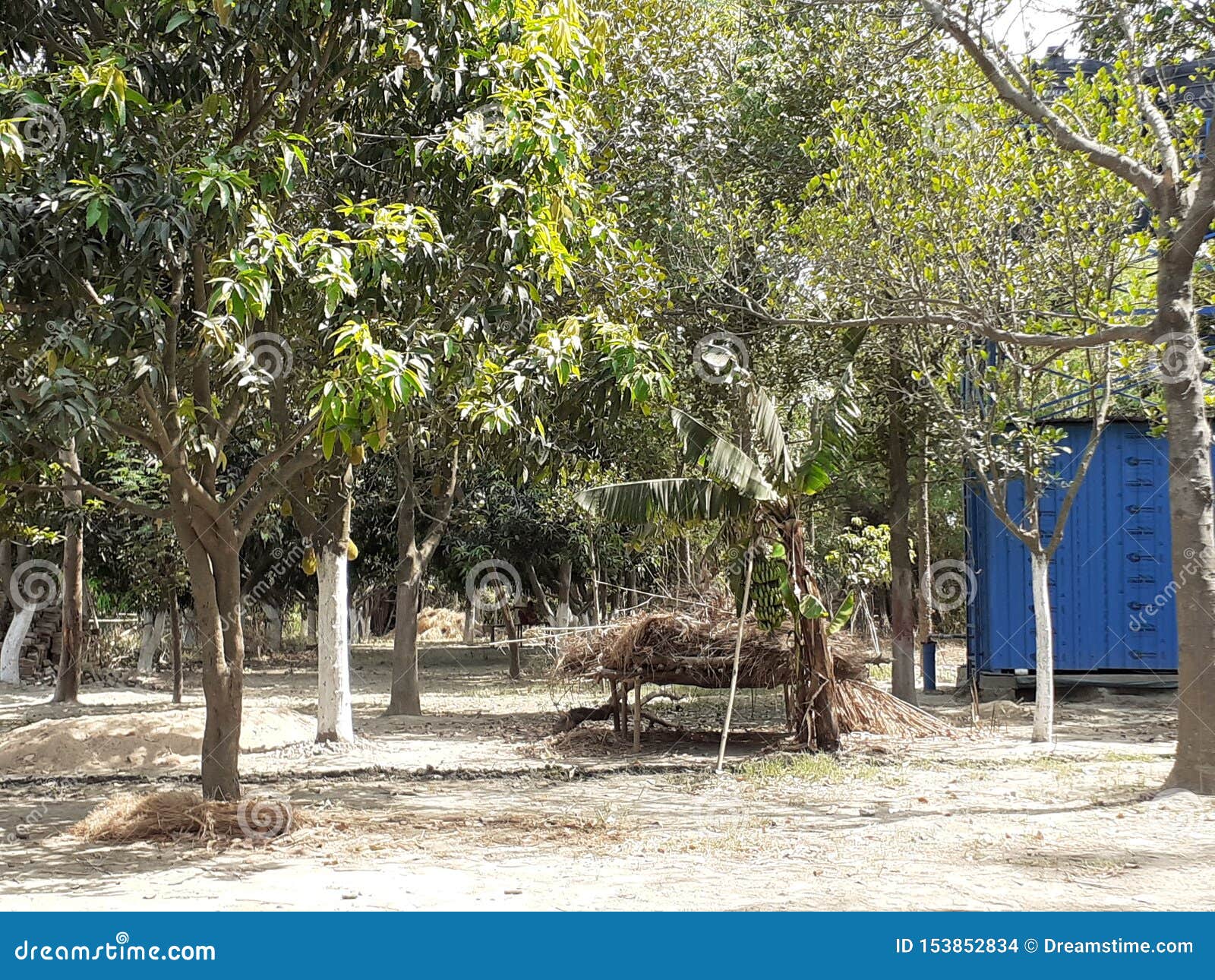 Forest stock photo. Image of mango, bagh, bagicha, kathal - 153852834