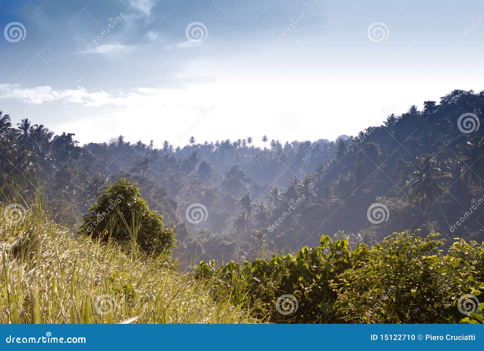 Forest in Bali, Indonesia stock photo. Image of path - 15122710