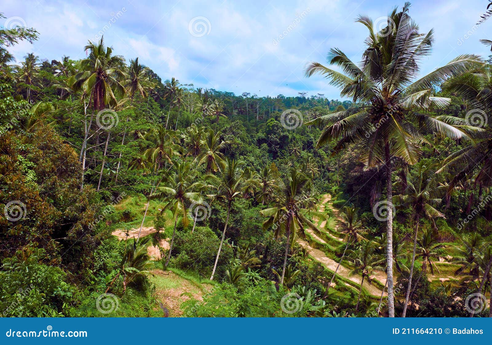 Forest in Bali, Indonesia stock photo. Image of ferns - 211664210