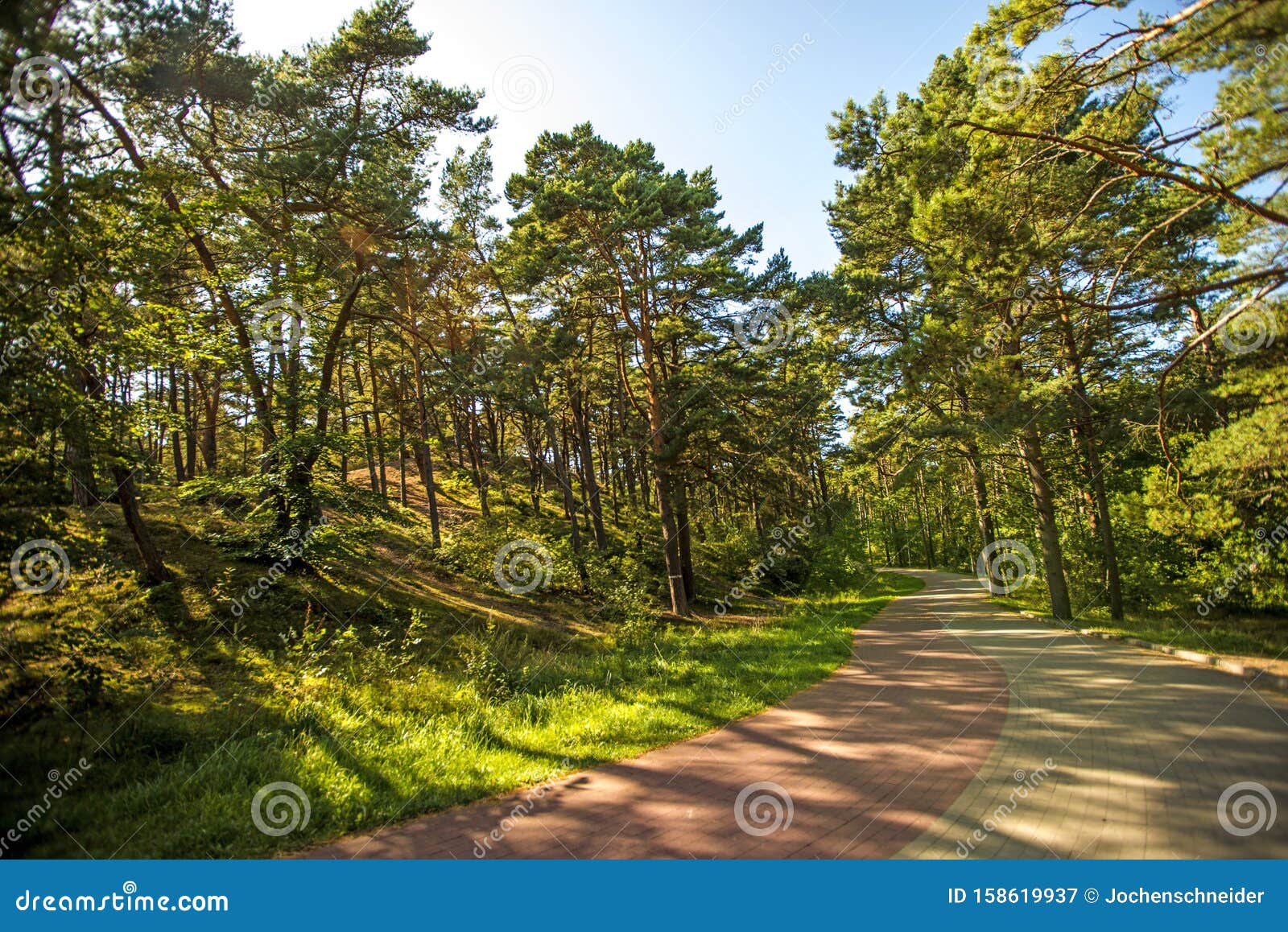 Forest at the Baltic Coast in Poland Stock Image - Image of beam, sunny ...
