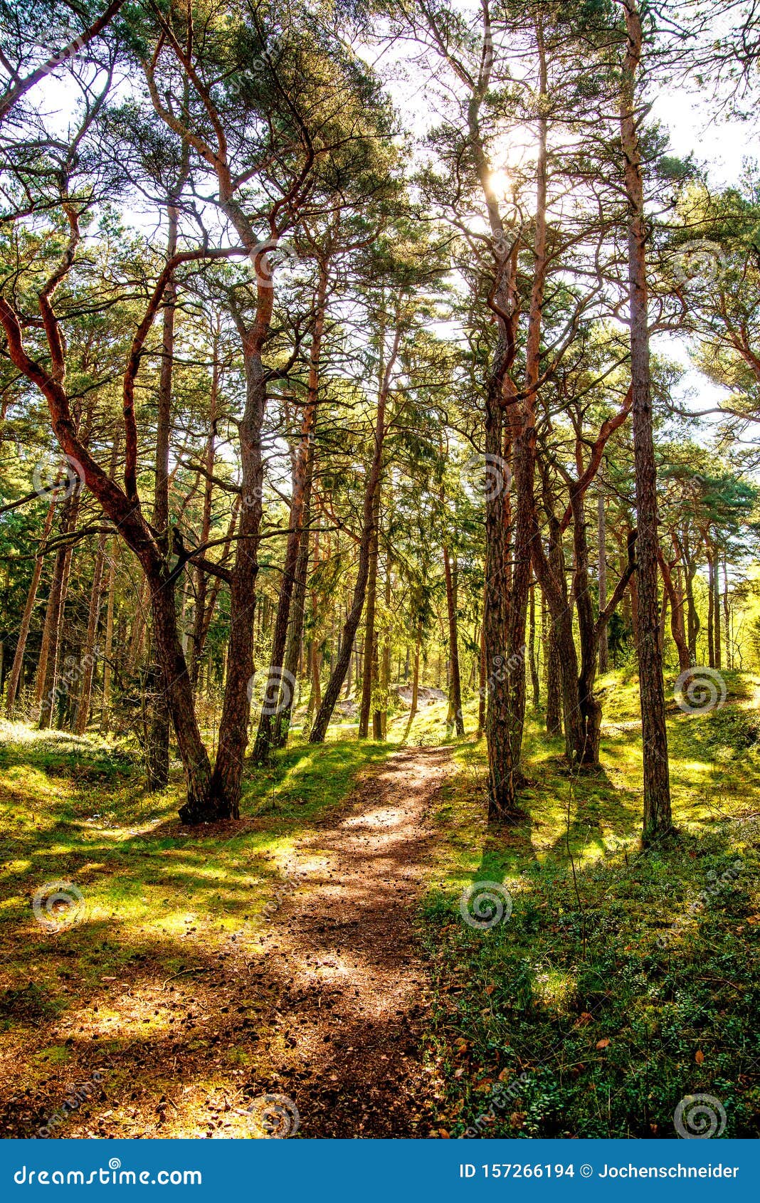 Forest at the Baltic Sea in Poland Stock Photo - Image of landscape ...