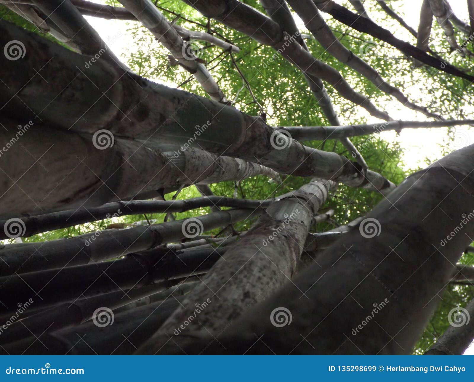 The Forest of Bamboo stock image. Image of bunch, tree - 135298699