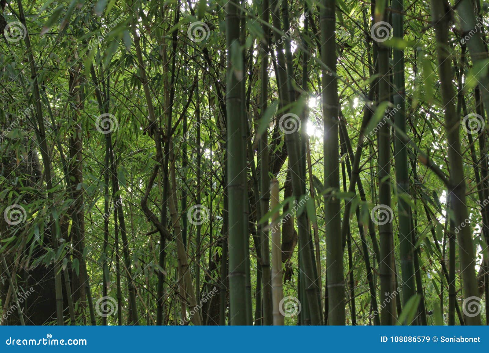 Forest of bamboo canes stock image. Image of gastronomy - 108086579