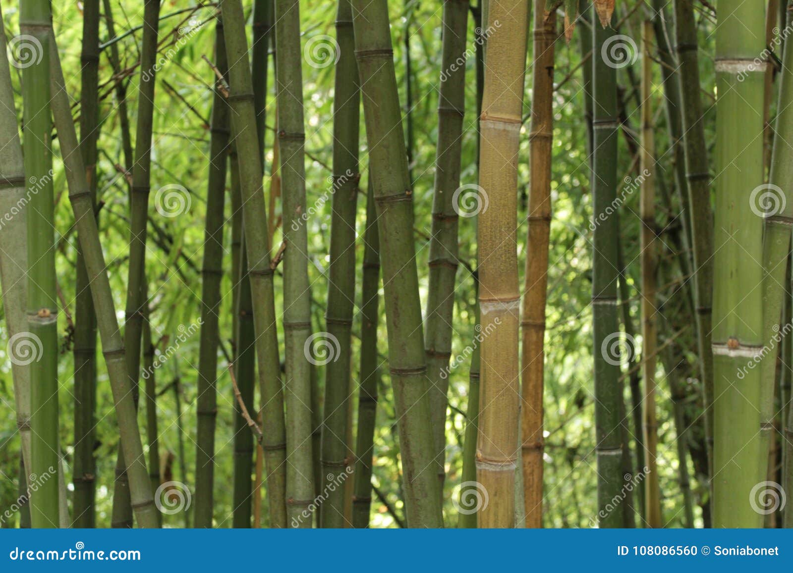 Forest of bamboo canes stock photo. Image of calmness - 108086560