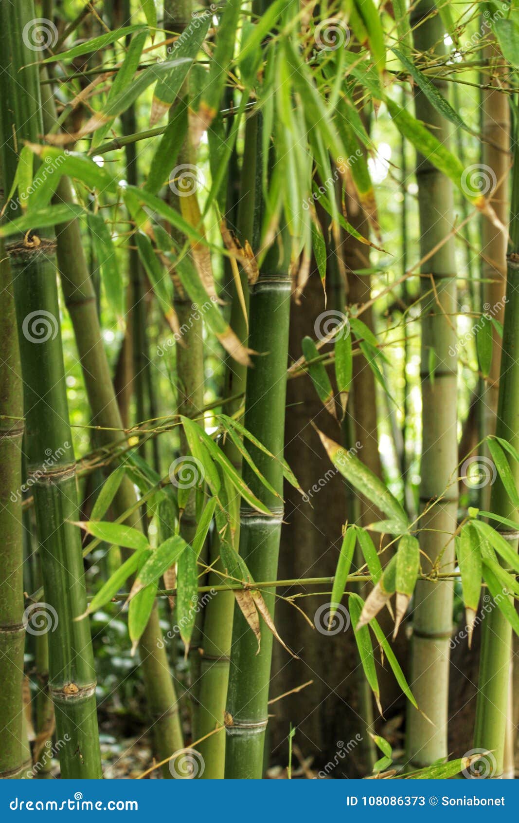 Forest of bamboo canes stock image. Image of calmness - 108086373