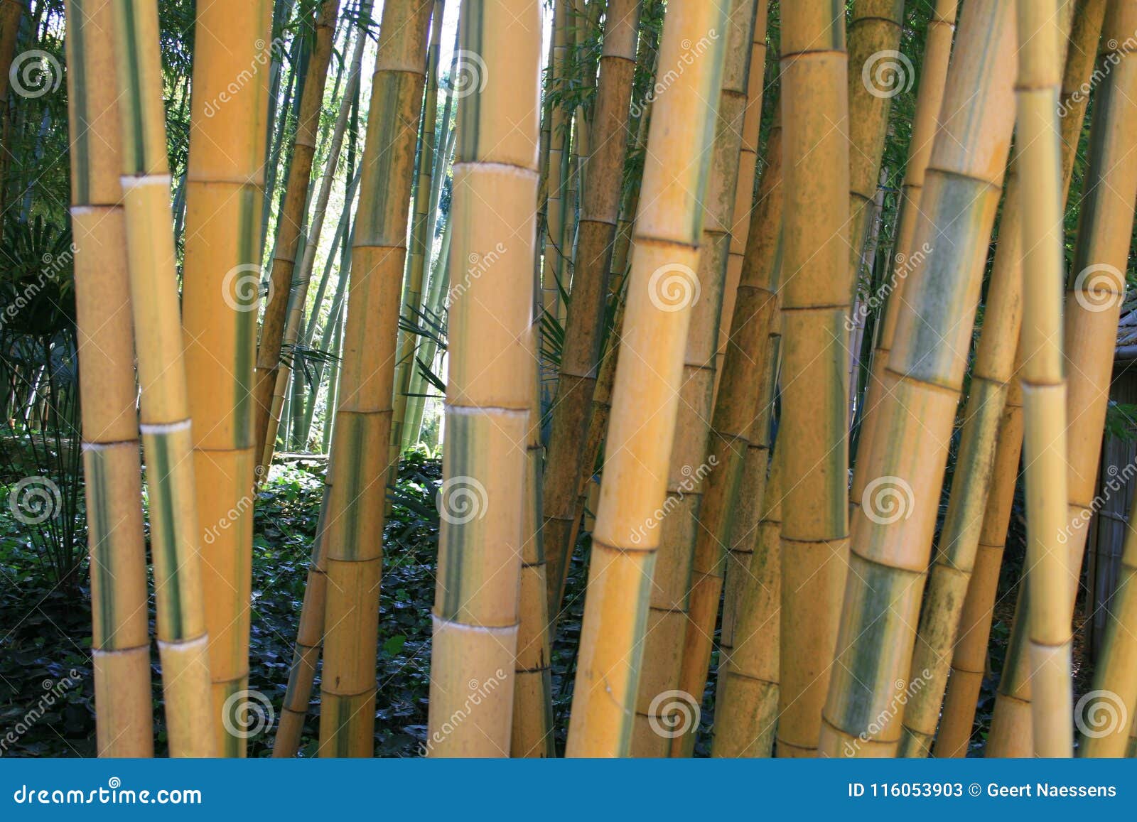 Bamboo / bamboe stock image. Image of tree, bamboog - 116053903