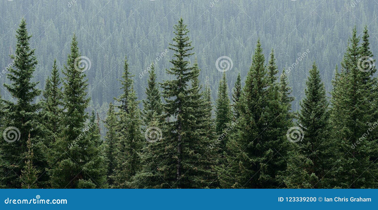 Forest Banff National Park stock photo. Image of spruce - 123339200