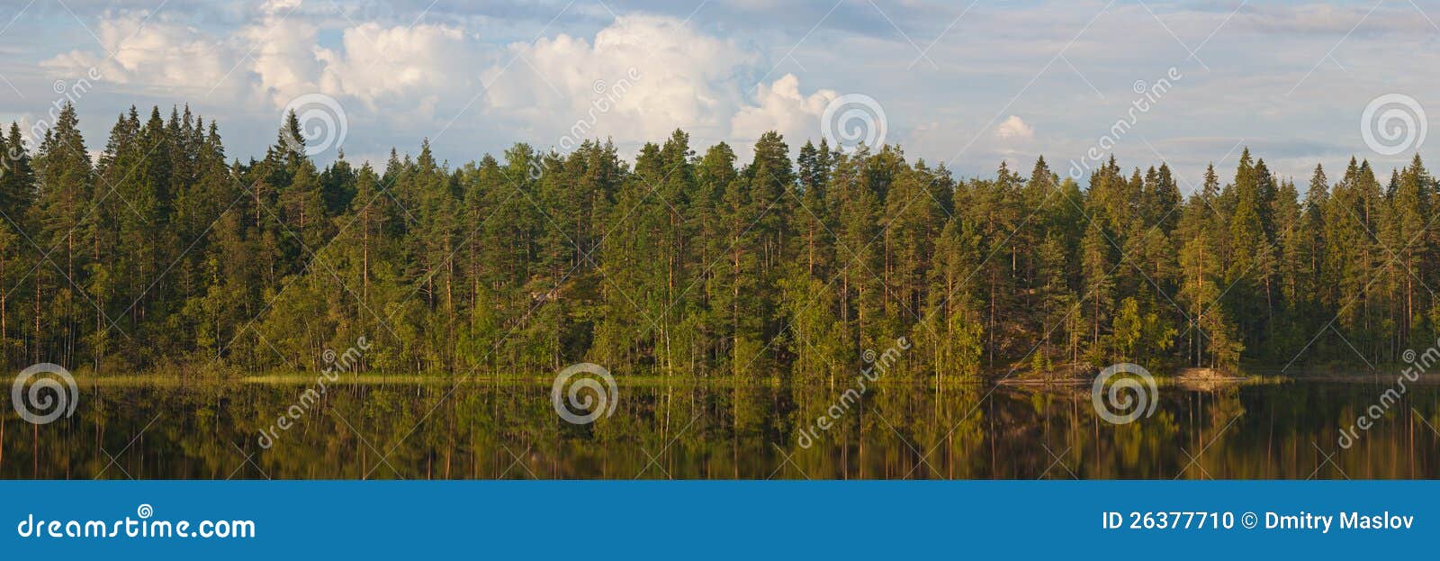 Forest on the bank stock photo. Image of woods, panoramic - 26377710