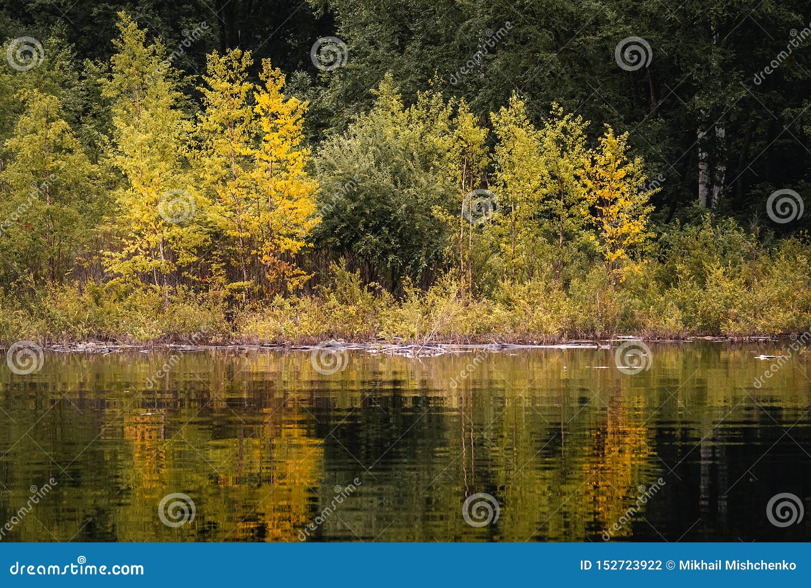 Forest on the Bank of the Bureya River Dam Stock Photo - Image of ...