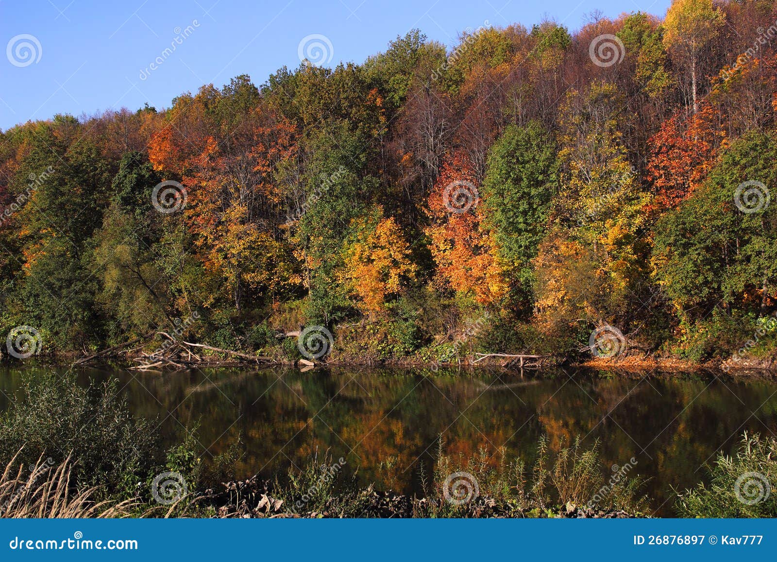 Forest on the Bank of the River Stock Image - Image of natural ...