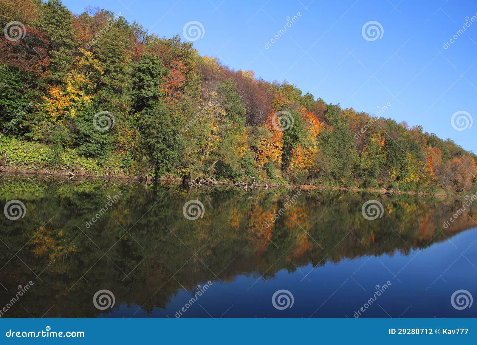 Forest on the Bank of the River Stock Photo - Image of autumn, lush ...