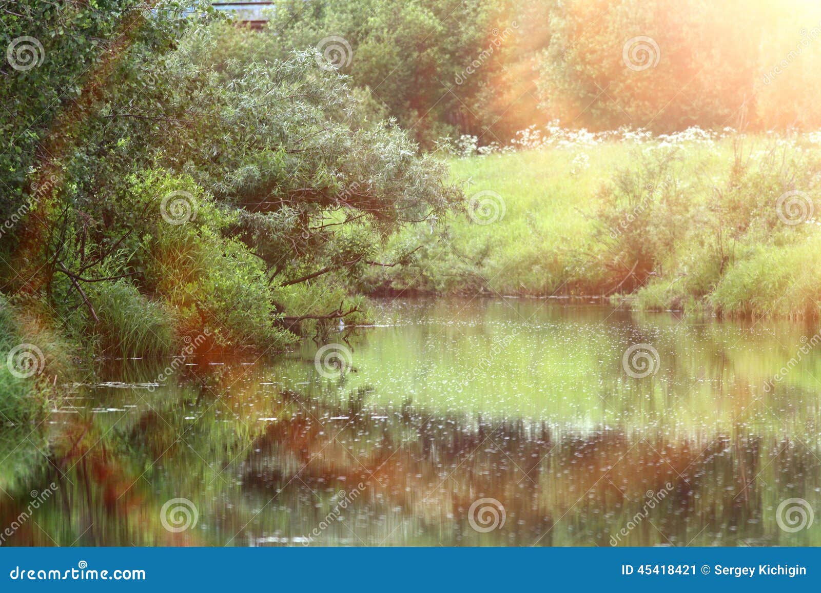 Forest on the Banks of the River Stock Image - Image of green ...