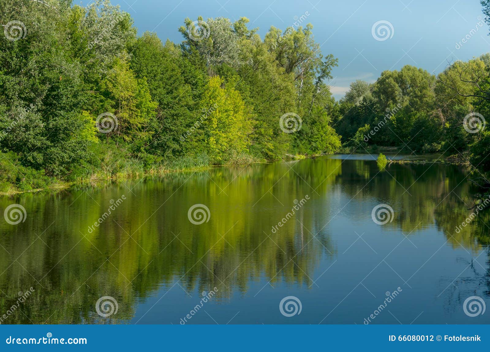 Forest on the banks river stock photo. Image of reflection - 66080012