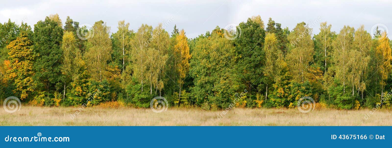 Forest Banner Background stock foto. Image of augustus - 43675166