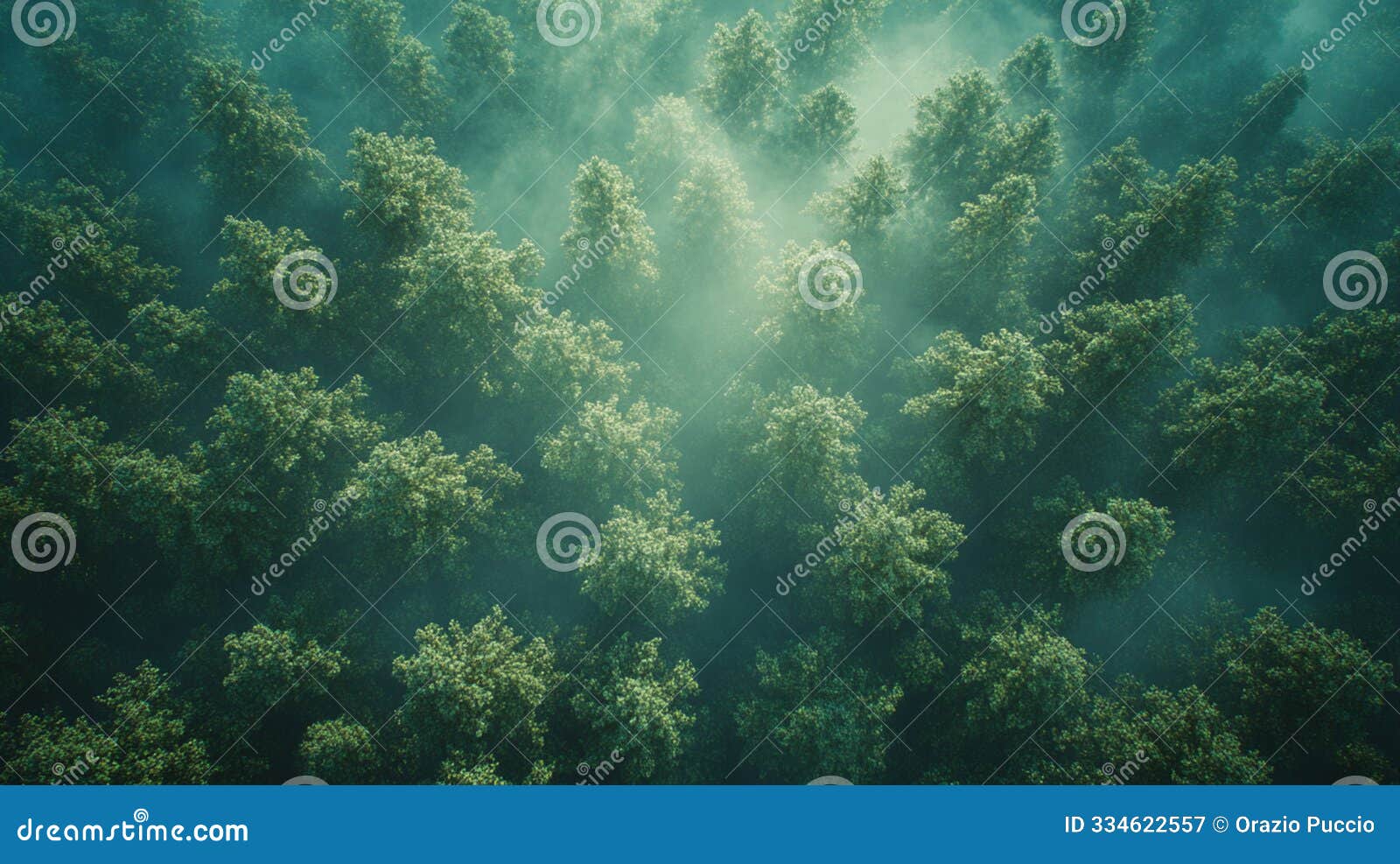 Forest Bathing in Sunlight: Aerial Perspective of Cedar Trees with ...