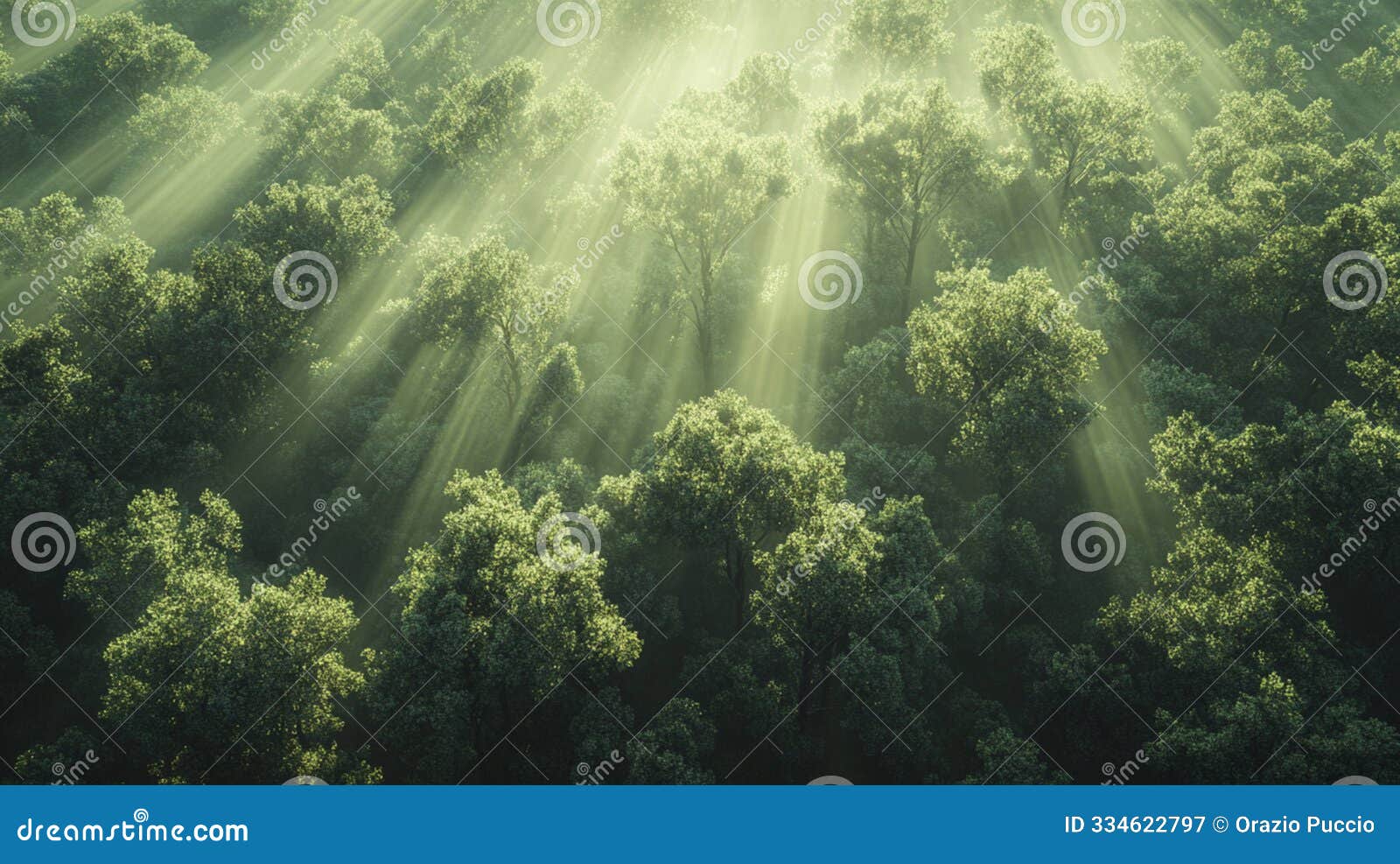 Forest Bathing in Sunlight: Aerial Perspective of Cedar Trees with ...