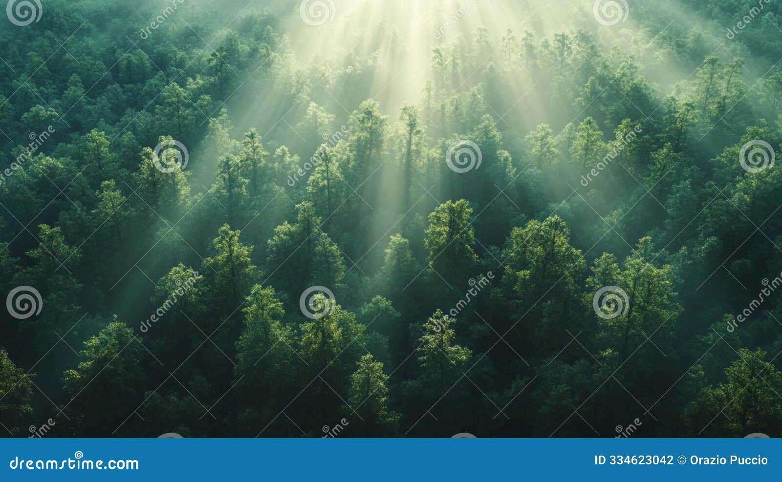 Forest Bathing in Sunlight: Aerial Perspective of Cedar Trees with ...
