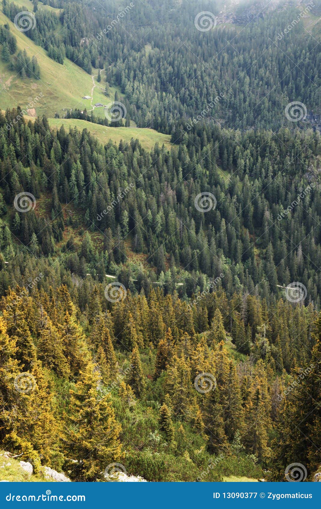 Forest in the Bavarian Alps Stock Image - Image of green, climbing ...
