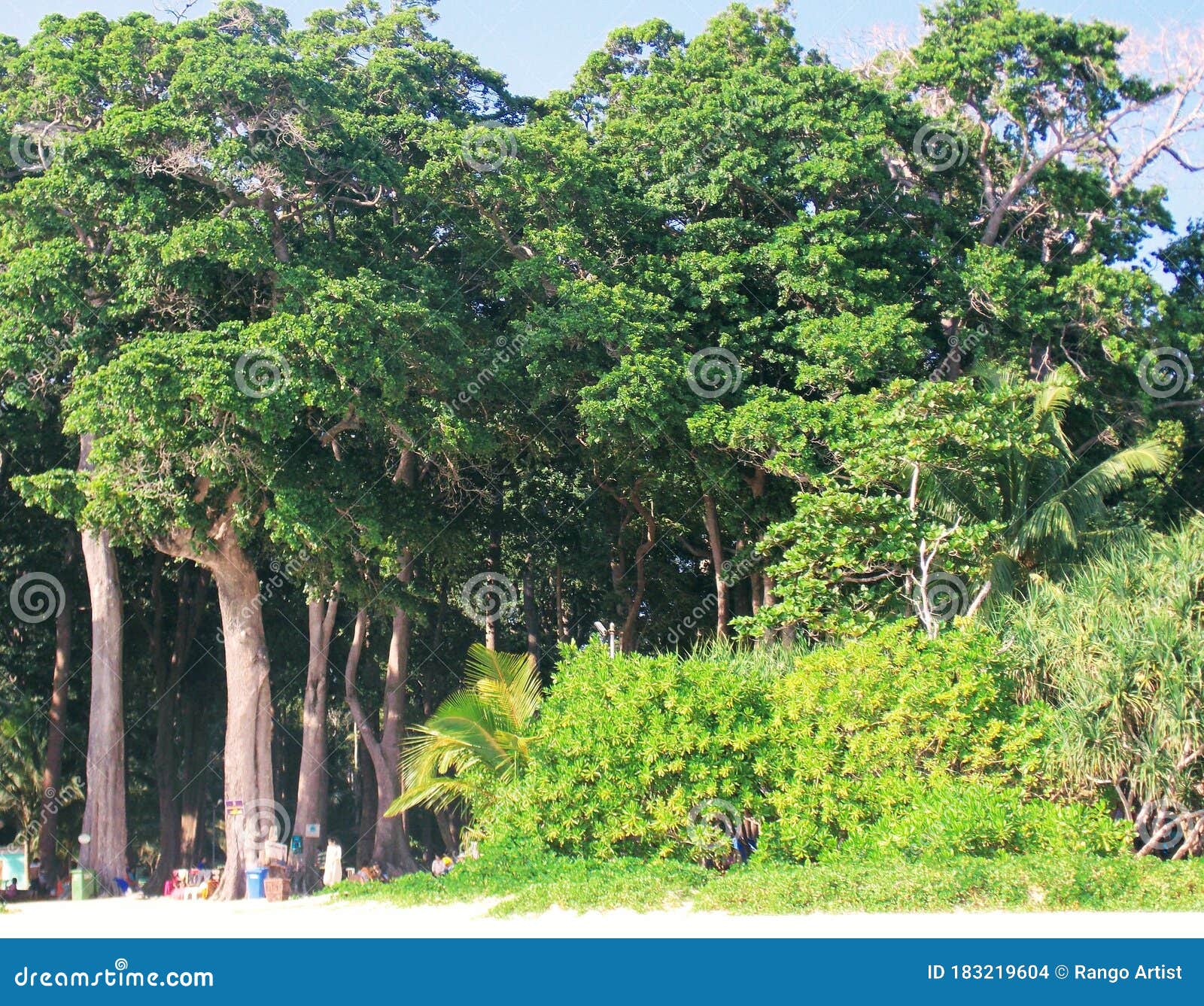 Forest at Beach in Island Andman Nicobar Islands Stock Photo - Image of ...