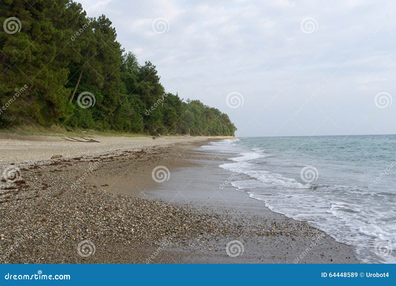Forest on the Beach stock image. Image of outdoor, lifestyle - 64448589