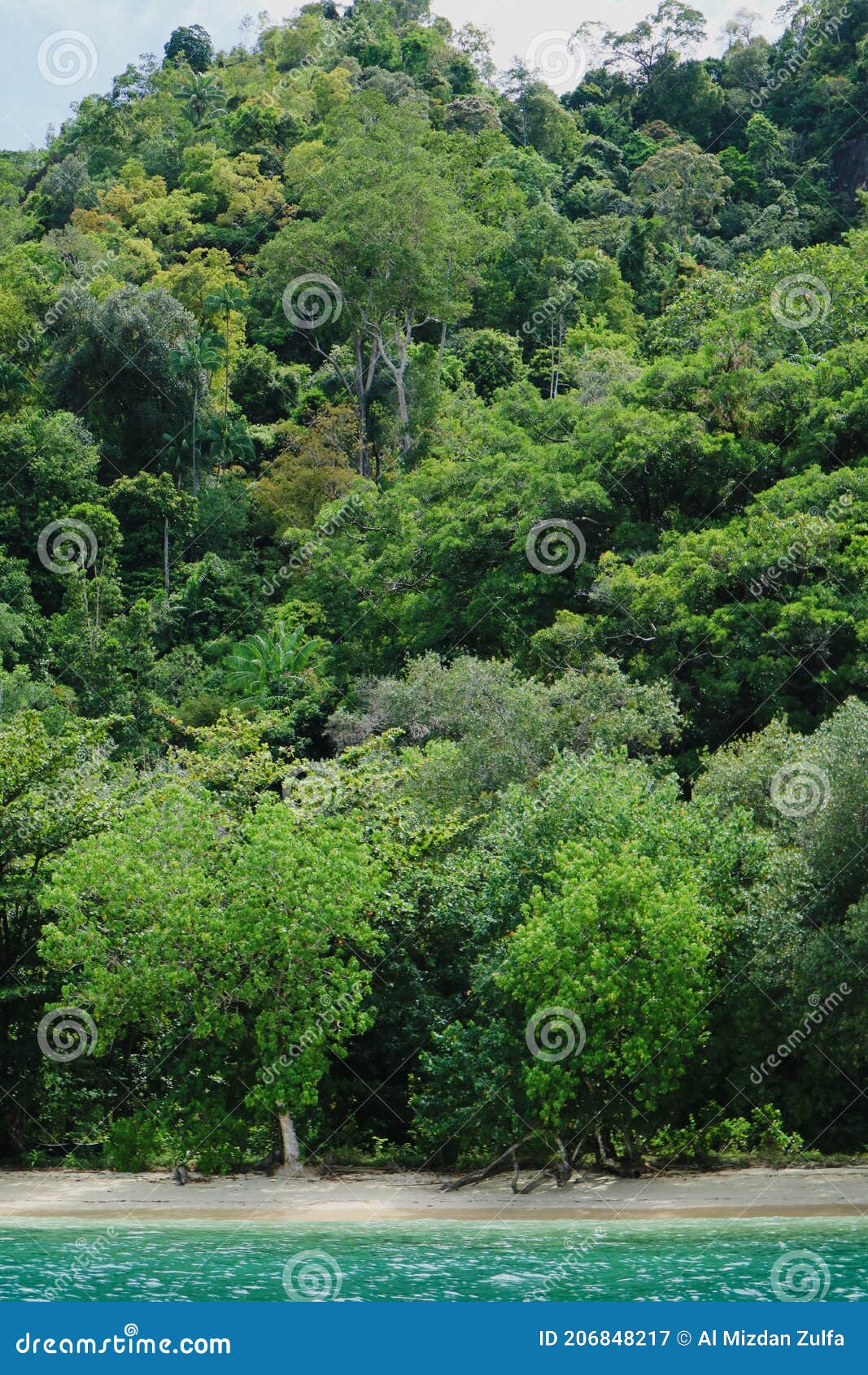 Forest beach stock image. Image of green, nature, background - 206848217
