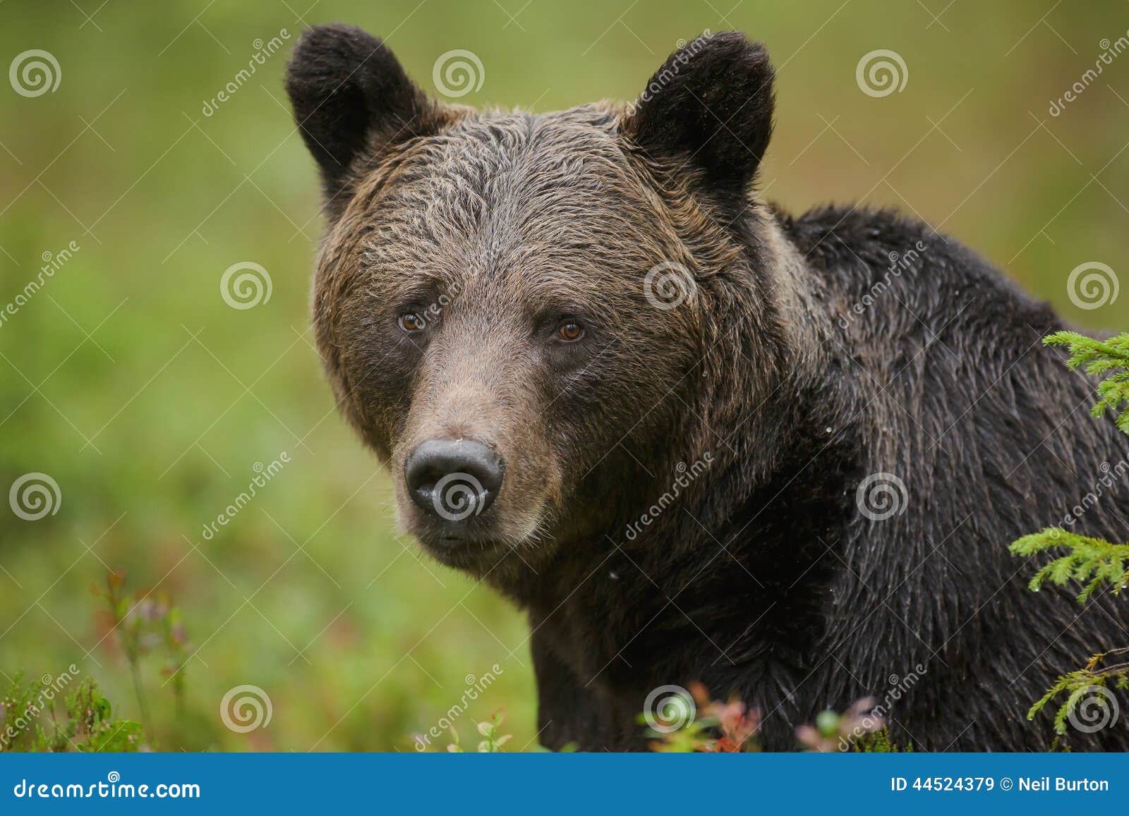 Forest bear stock image. Image of environment, nordic - 44524379