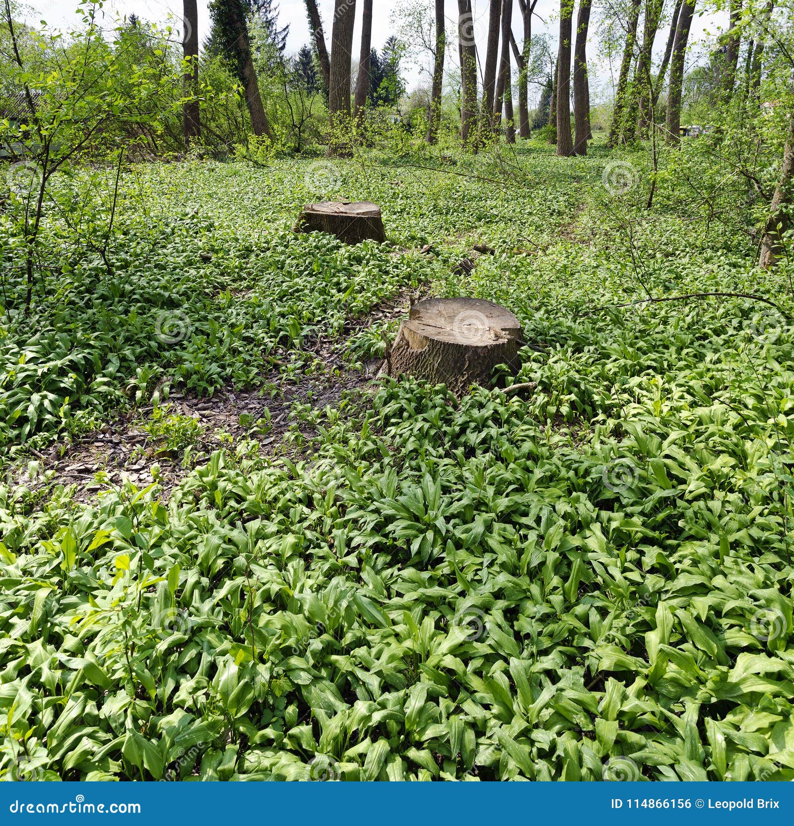 Forest with Bear Leek Plants Stock Photo - Image of ground, plant ...