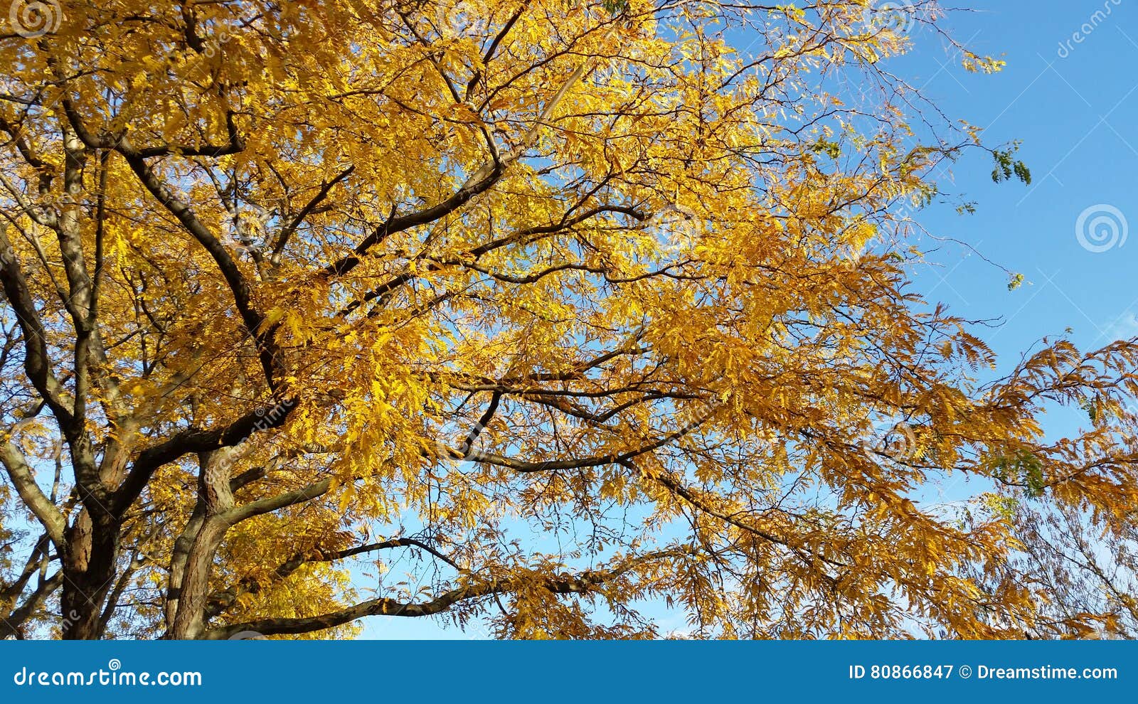 Forest editorial photography. Image of leaf, automn, larch - 80866847
